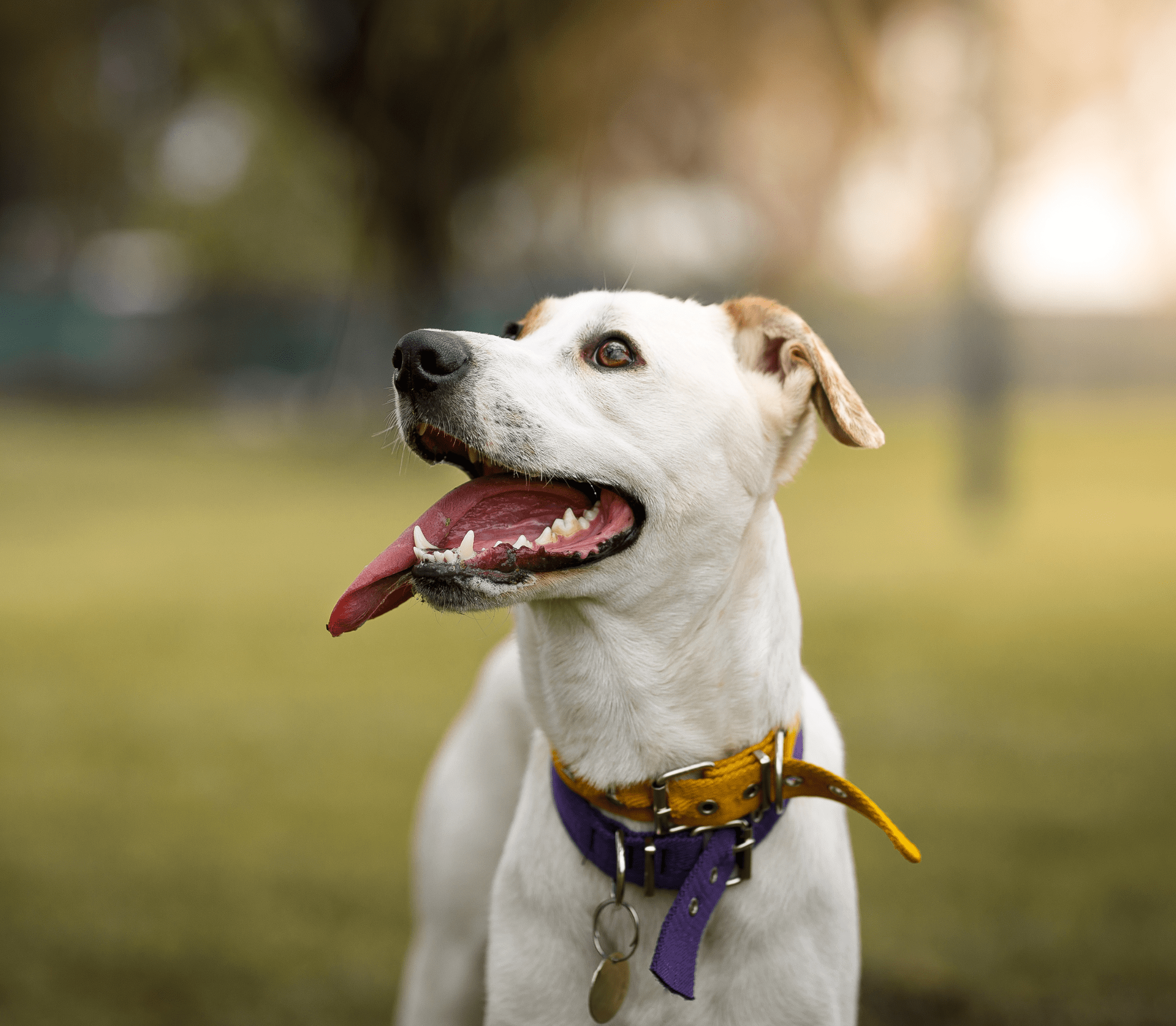 National Mutt Day Is December 2nd | Animal Medical Center of Bel Air