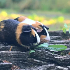 Top Facts About Adopting (And Caring For) Guinea Pigs | Animal Medical ...
