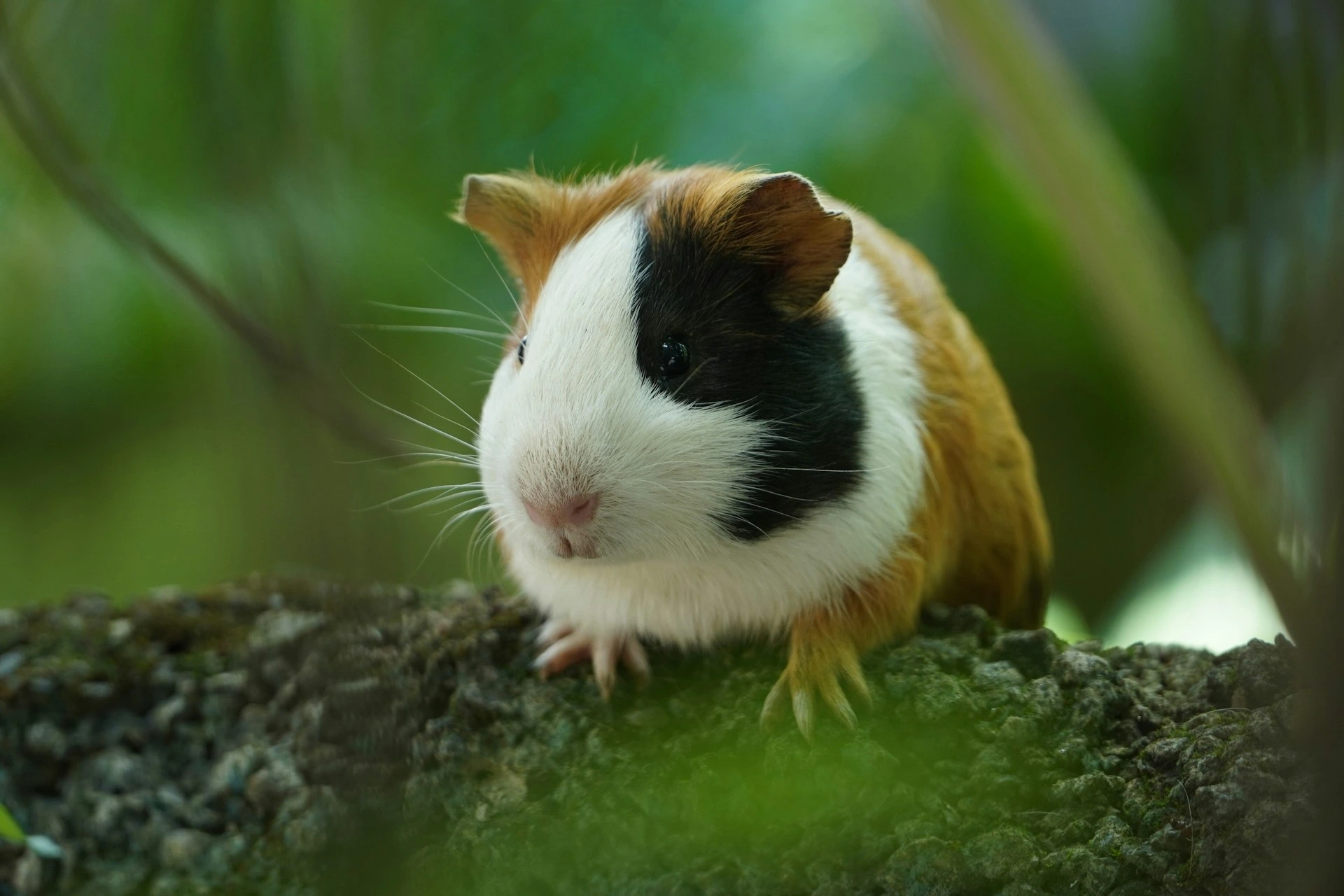 Guinea Pig Care Tips in Forest Hill, MD | Animal Medical Center of Bel Air