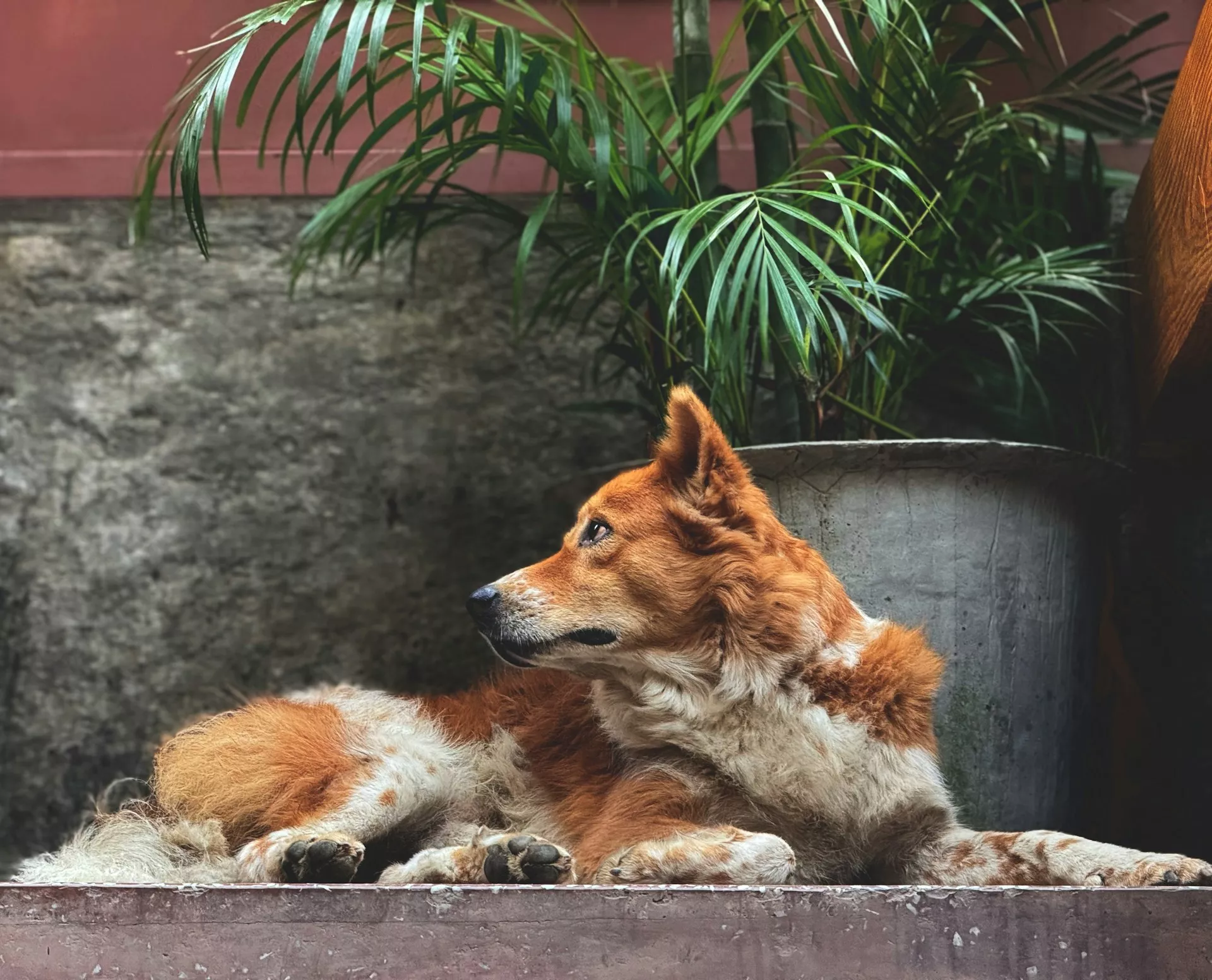 Calming Anxious Dogs in Forest Hill, MD | Animal Medical Center of Bel Air